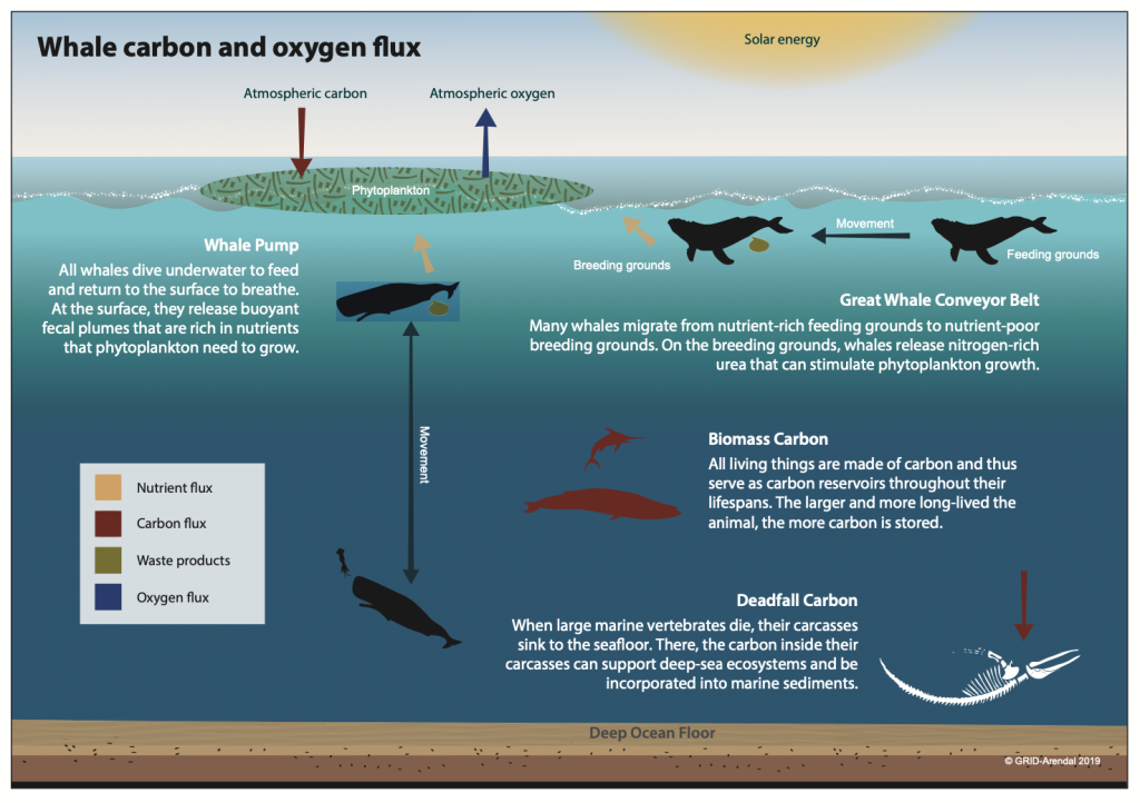 Whales don't blow water through their heads | MERS Marine Education ...